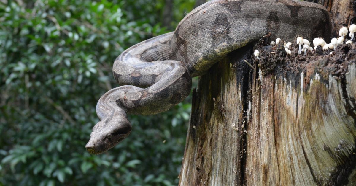 Jibóia #149598 - Biofaces - Bring Nature Closer