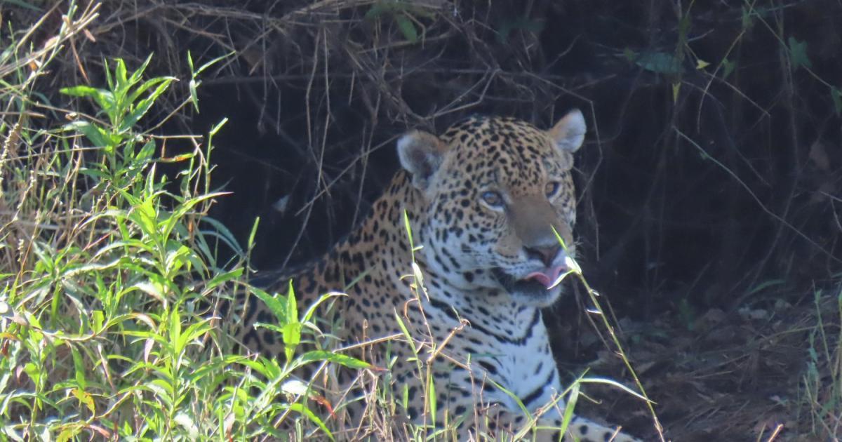 Panthera #149643 - Biofaces - Bring Nature Closer