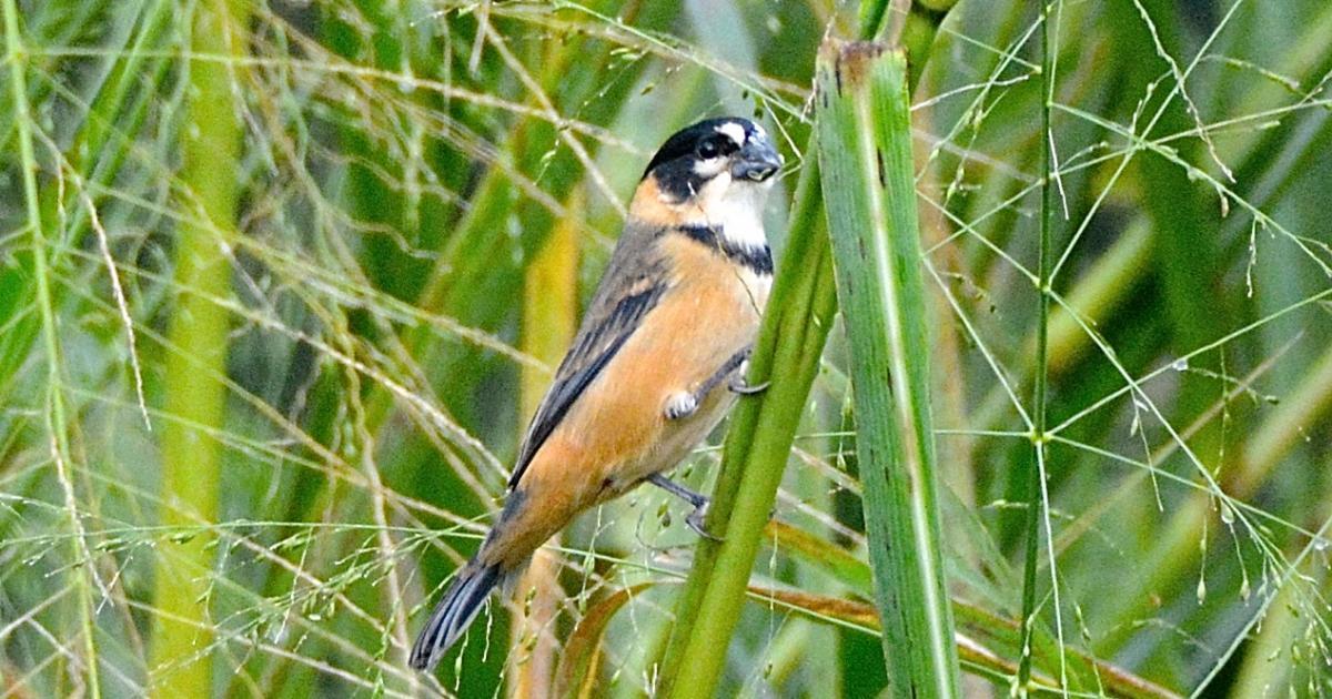 Coleiro #149768 - Biofaces - Bring Nature Closer