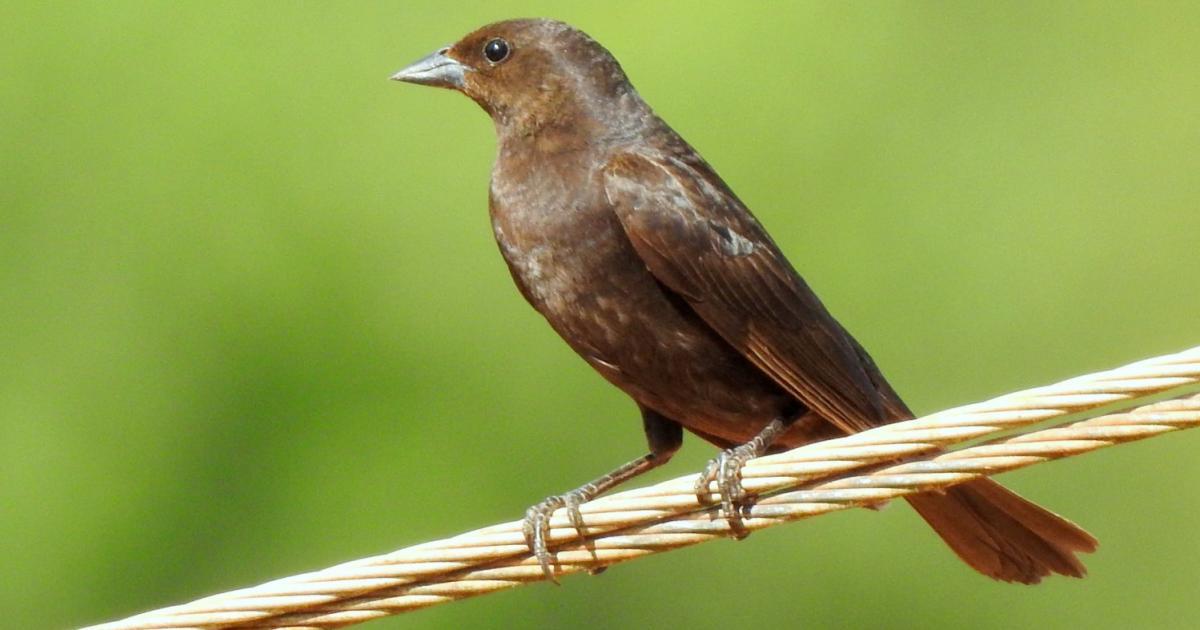 chupim #149785 - Biofaces - Bring Nature Closer