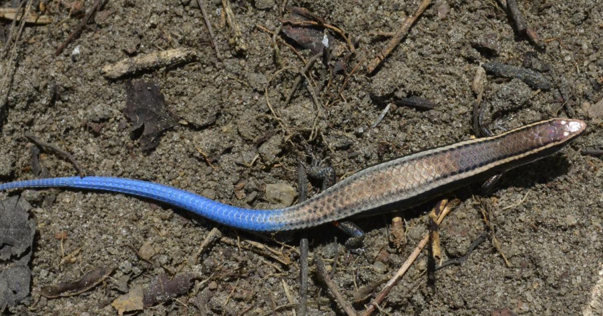 Micrablepharus #149875 - Biofaces - Bring Nature Closer