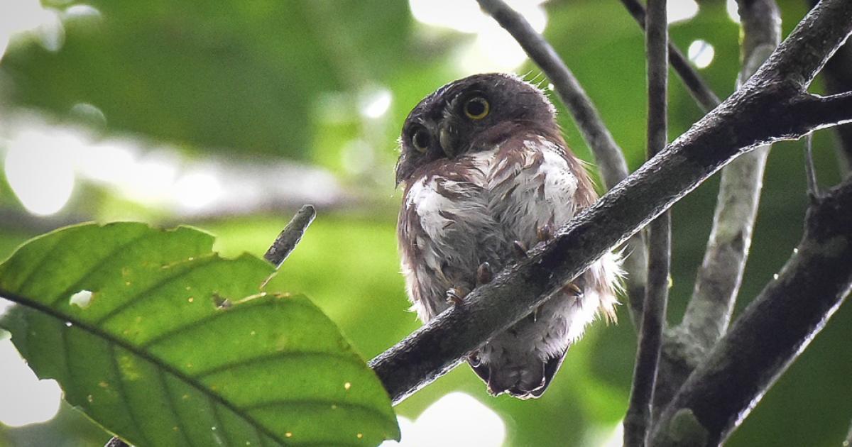 Caburé-da-Amazônia #149923 - Biofaces - Bring Nature Closer