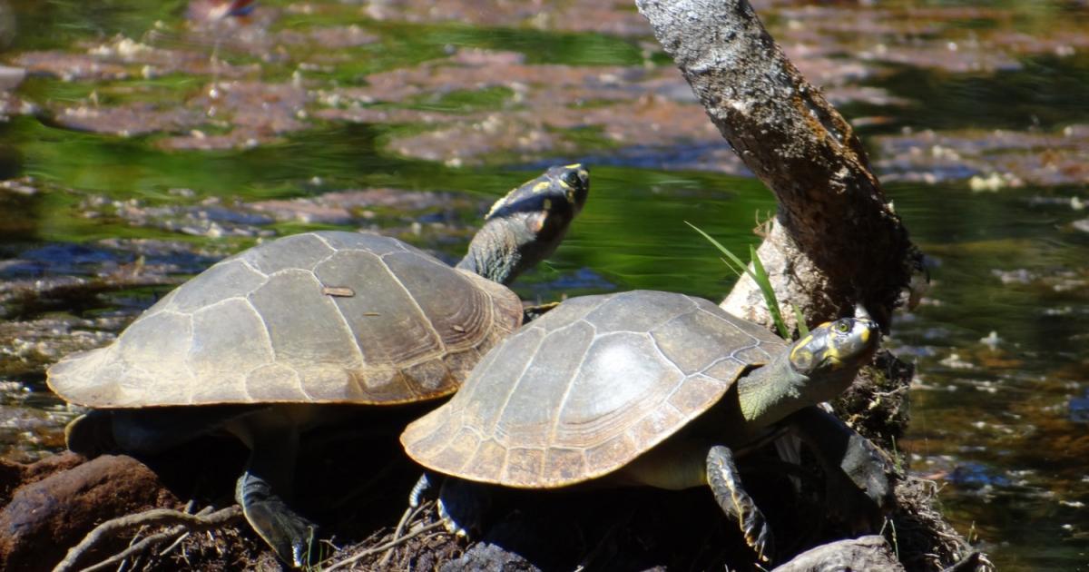 Tracajá #150086 - Biofaces - Bring Nature Closer