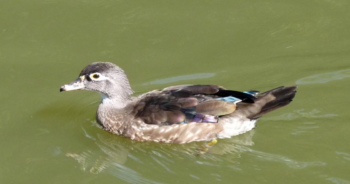 Pato-carolino #150101 - Biofaces - Bring Nature Closer