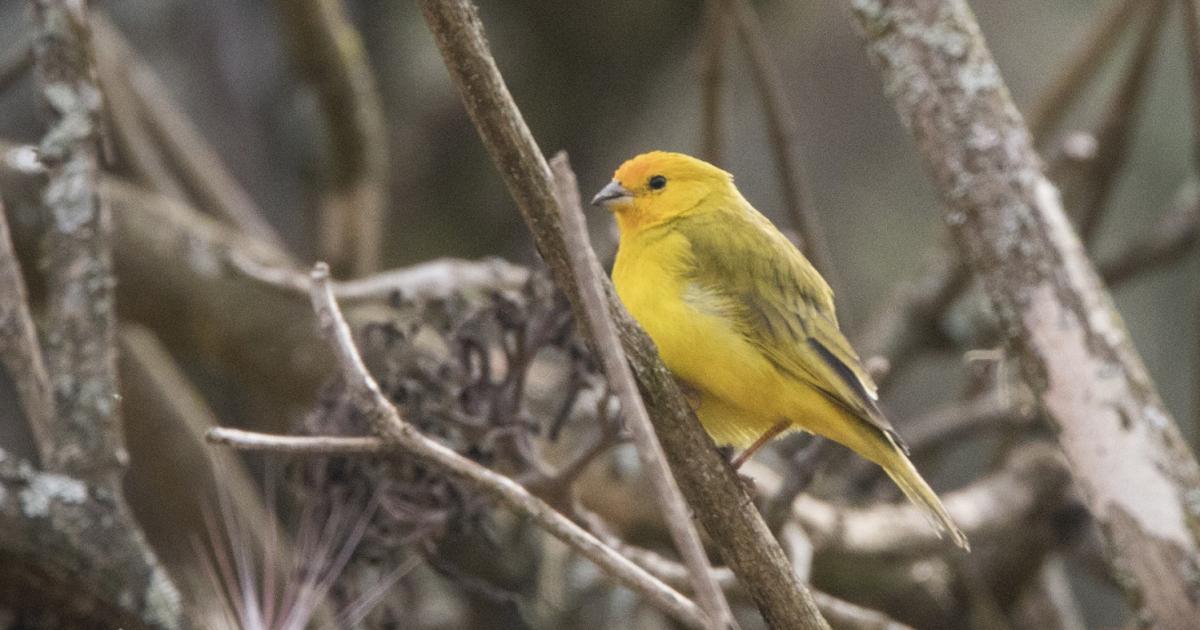 amarelinho #150210 - Biofaces - Bring Nature Closer