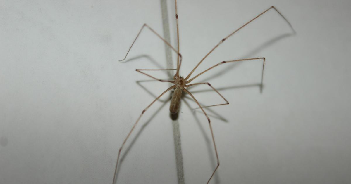 Pholcus #151311 - Biofaces - Bring Nature Closer