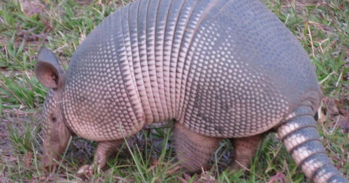 Tatu #151430 - Biofaces - Bring Nature Closer