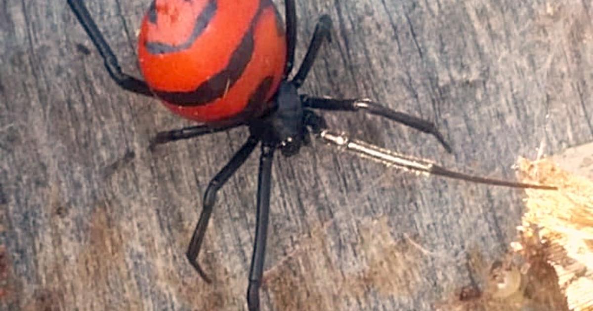 Latrodectus #151808 - Biofaces - Bring Nature Closer