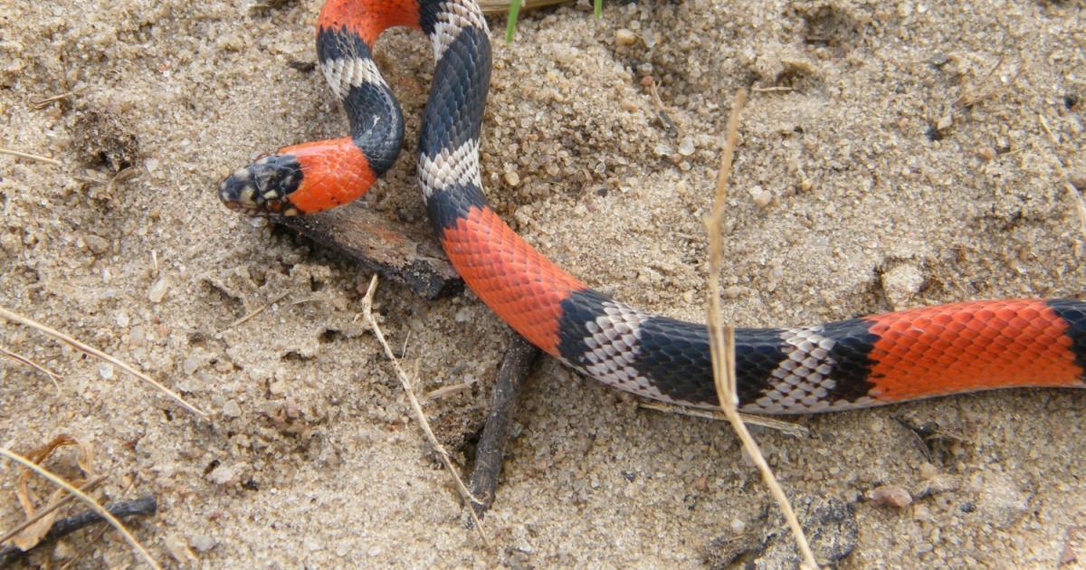 Coral-falsa #152170 - Biofaces - Bring Nature Closer