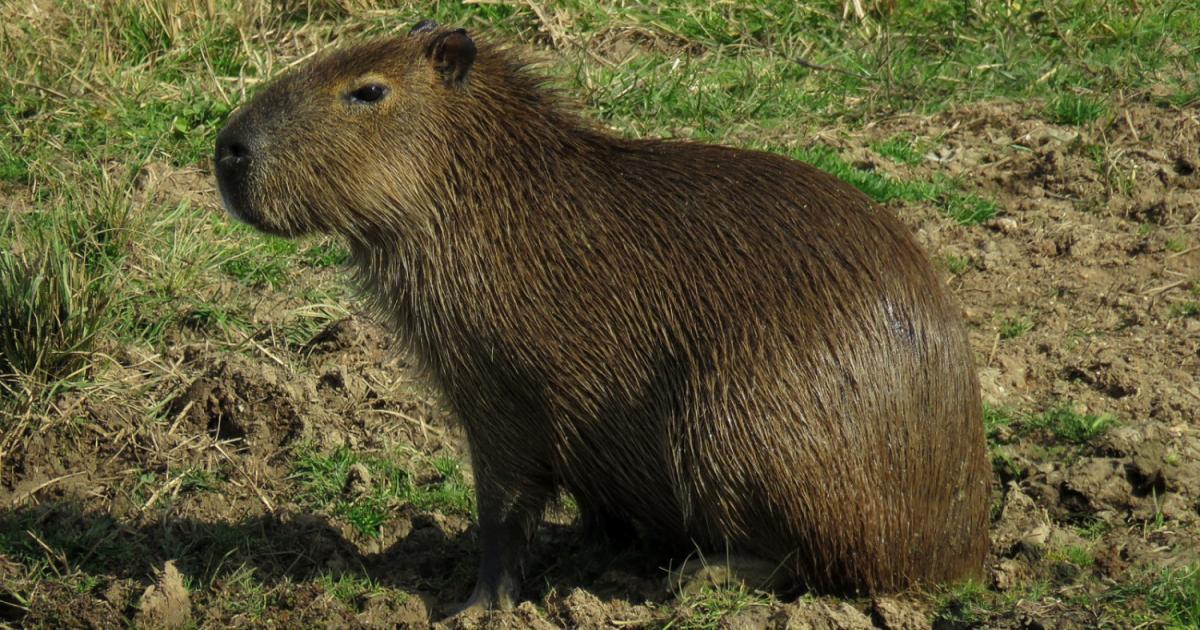 Capivara #152249 - Biofaces - Bring Nature Closer