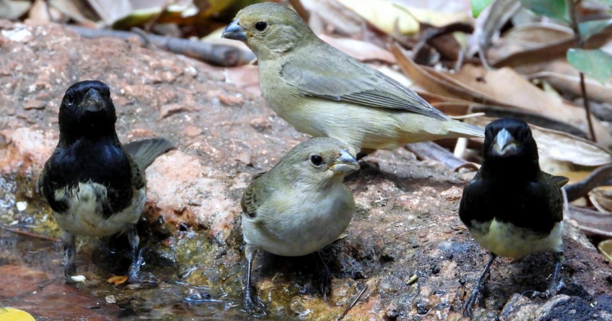 Coleiro-baiano #152287 - Biofaces - Bring Nature Closer