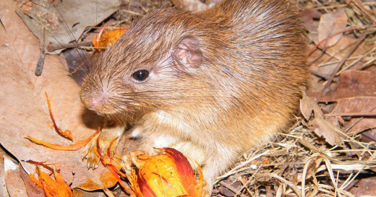 Rato-de-espinho #152349 - Biofaces - Bring Nature Closer