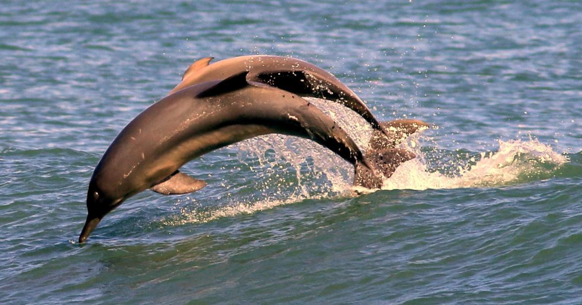 Boto-cinza #152365 - Biofaces - Bring Nature Closer