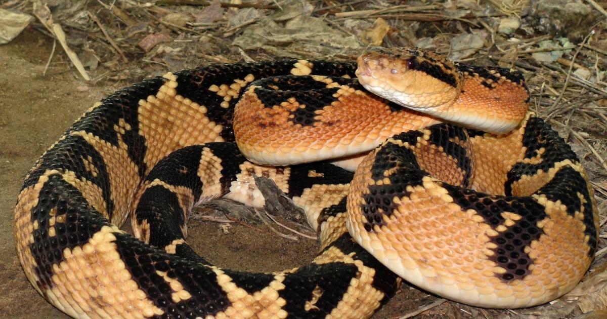 Surucucú-pico-de-jaca - Biofaces - Bring Nature Closer