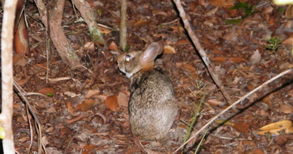 Tapiti #152472 - Biofaces - Bring Nature Closer