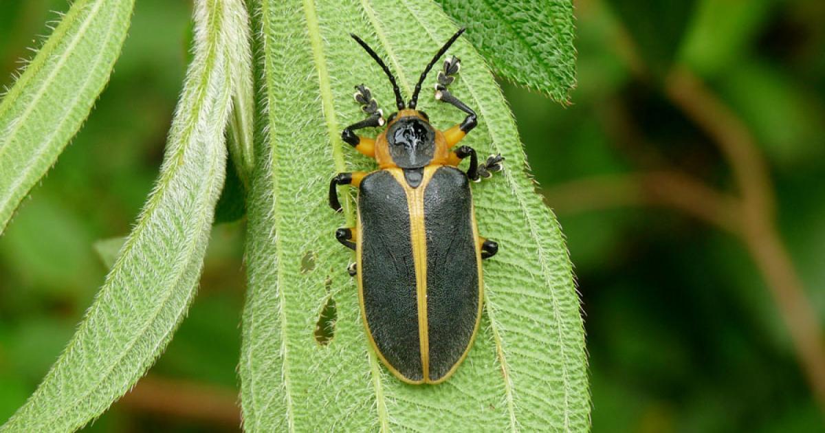 Besouro #152629 - Biofaces - Bring Nature Closer