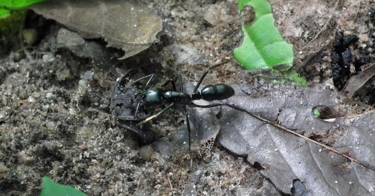 Formiga-gigante #152657 - Biofaces - Bring Nature Closer