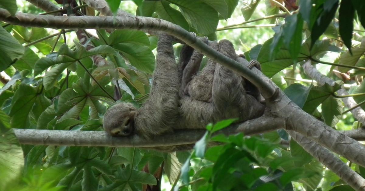 Bicho-preguiça #152786 - Biofaces - Bring Nature Closer