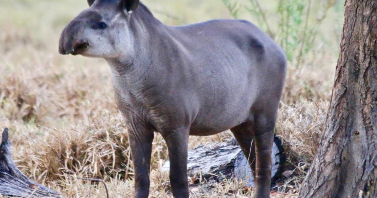 Anta #152928 - Biofaces - Bring Nature Closer