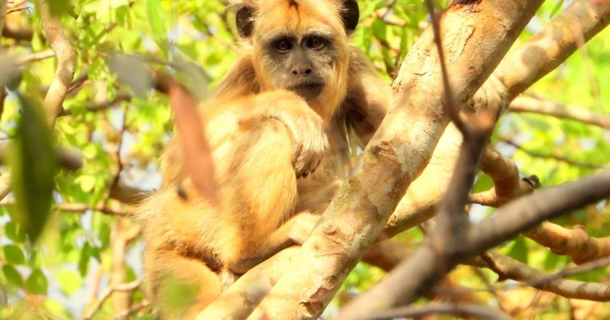 Guariba #153271 - Biofaces - Bring Nature Closer