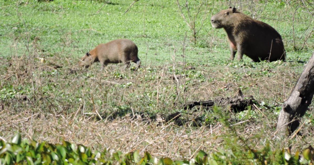 Capivara #153395 - Biofaces - Bring Nature Closer