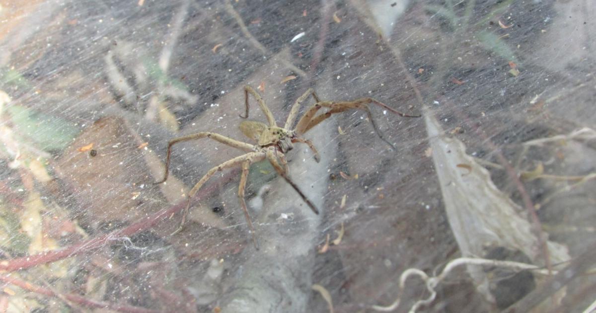 Aranha-lobo-de-teia-de-funil #153408 - Biofaces - Bring Nature Closer