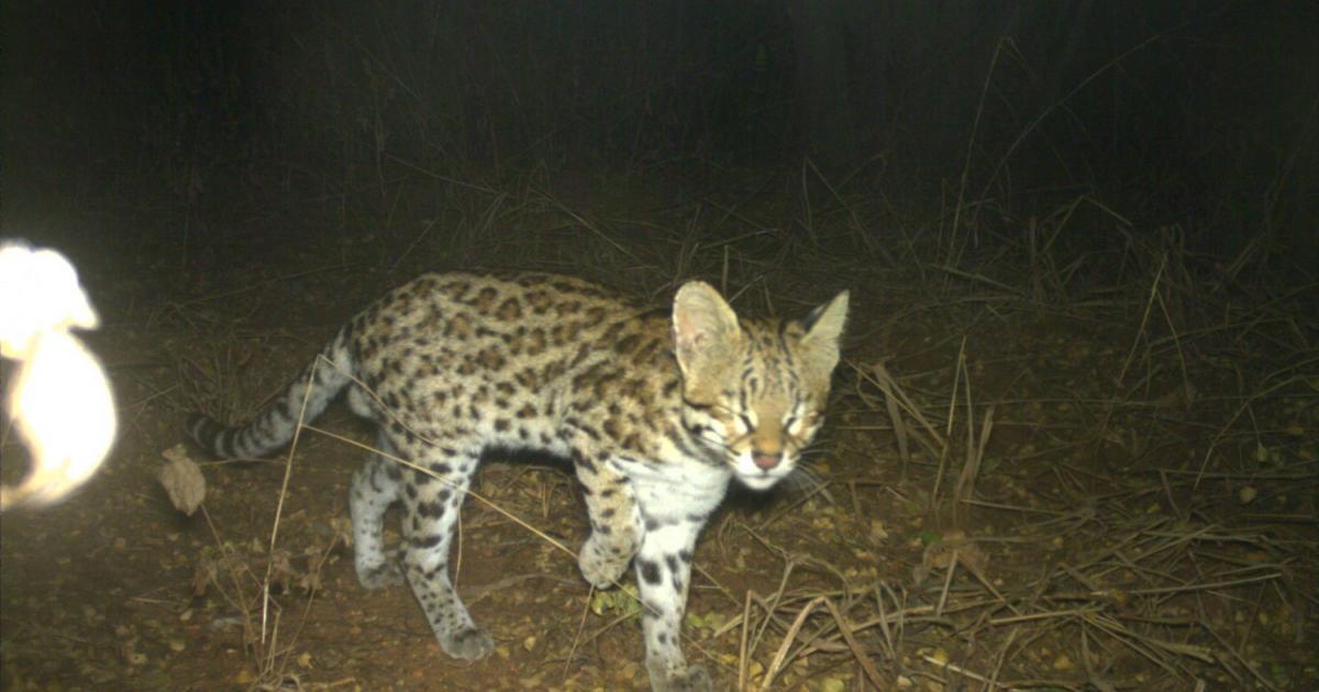 Northern Tiger Cat - Biofaces - Bring Nature Closer