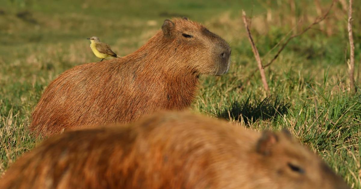 Capivara #154365 - Biofaces - Bring Nature Closer