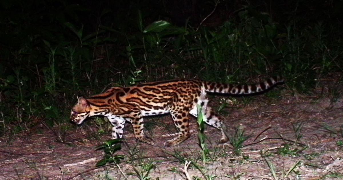 margay #154621 - Biofaces - Bring Nature Closer