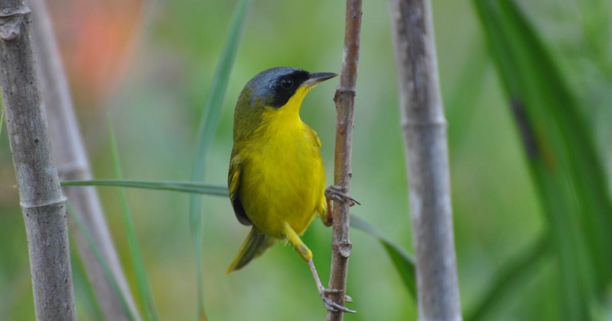 Pia-cobra #154688 - Biofaces - Bring Nature Closer