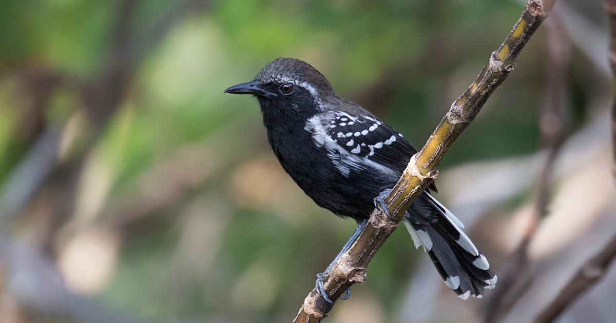 Papa-formiga-pardo #154967 - Biofaces - Bring Nature Closer