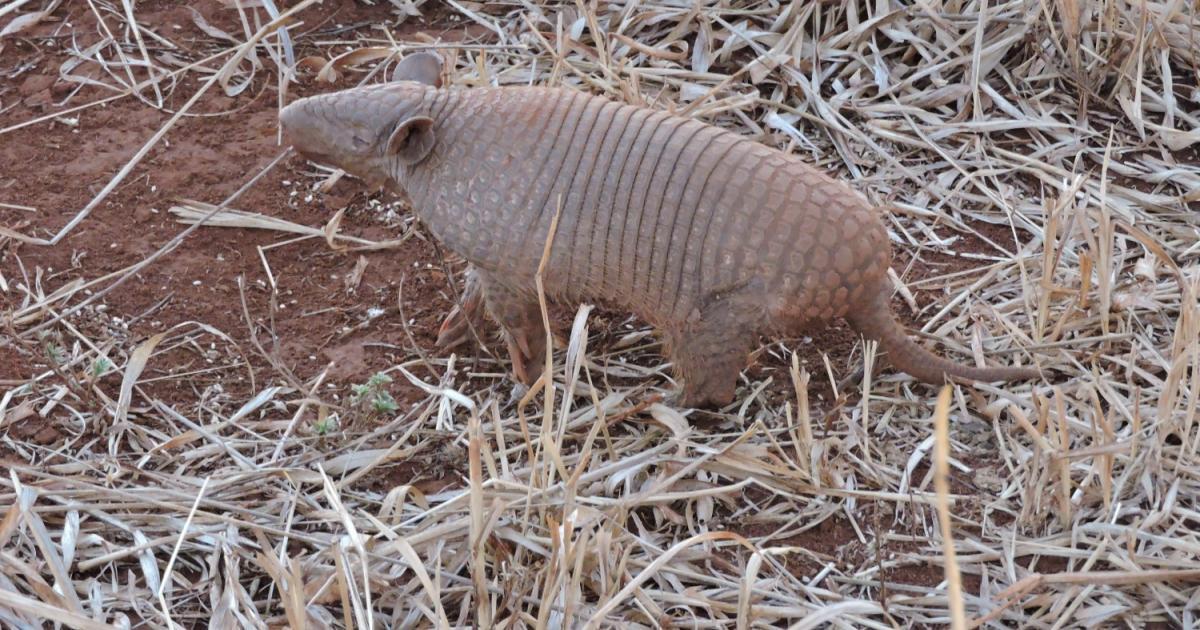 Tatu #155185 - Biofaces - Bring Nature Closer