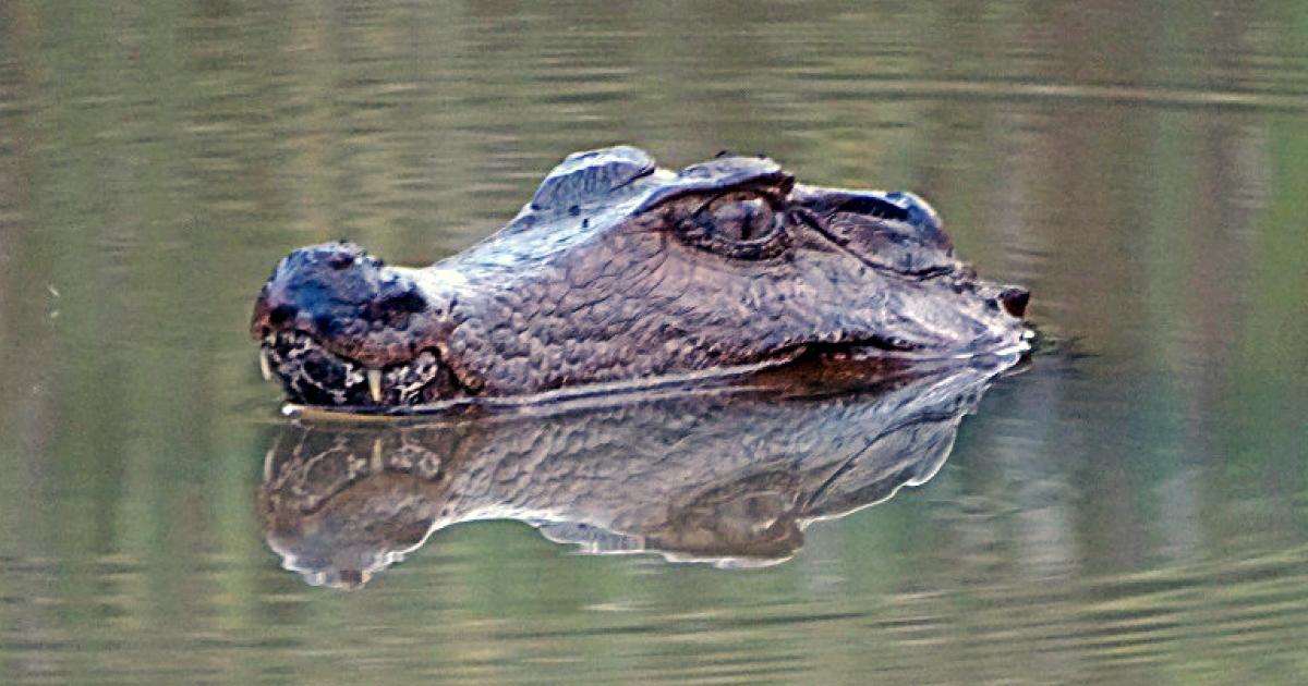 Jacaré #155244 - Biofaces - Bring Nature Closer