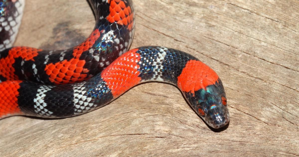 Coral-falsa #155518 - Biofaces - Bring Nature Closer