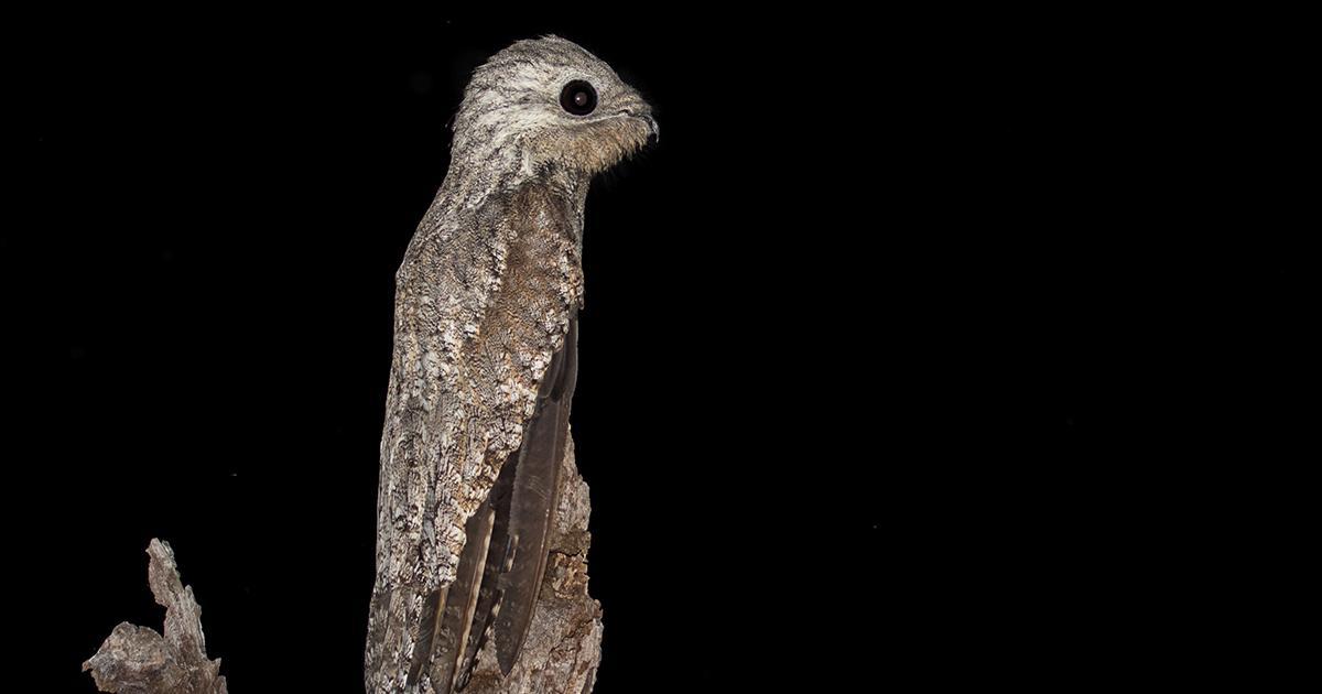 Urutau-grande #155544 - Biofaces - Bring Nature Closer