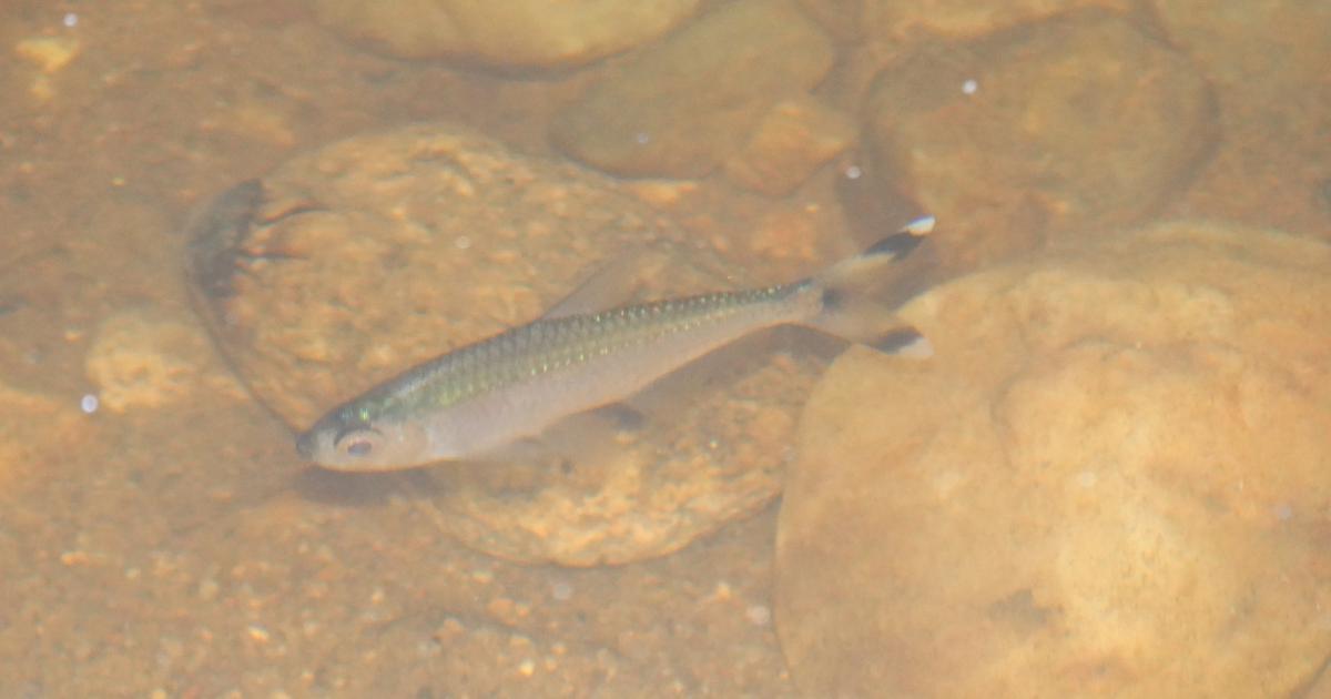 Moenkhausia dichroura [Not evaluated] - Biofaces - Bring Nature Closer