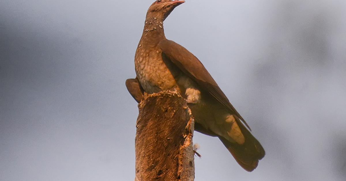 pomba-trocal #155836 - Biofaces - Bring Nature Closer