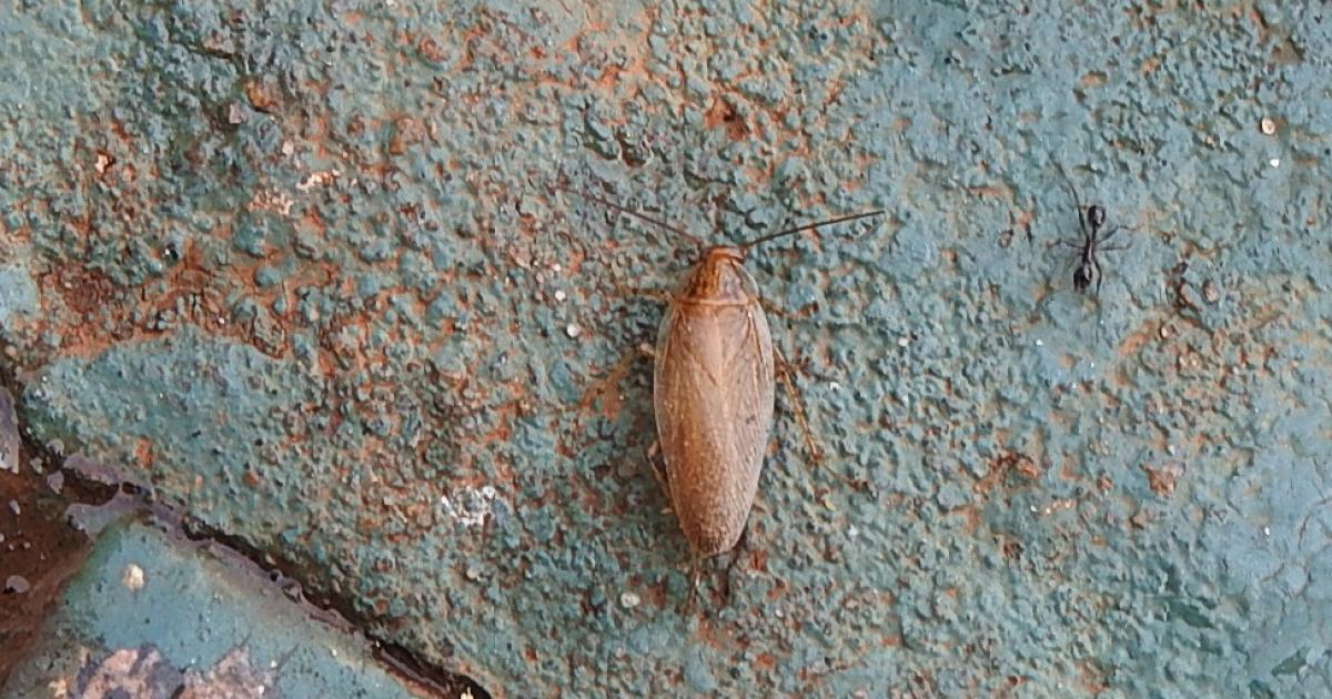 Blatella #156165 - Biofaces - Bring Nature Closer