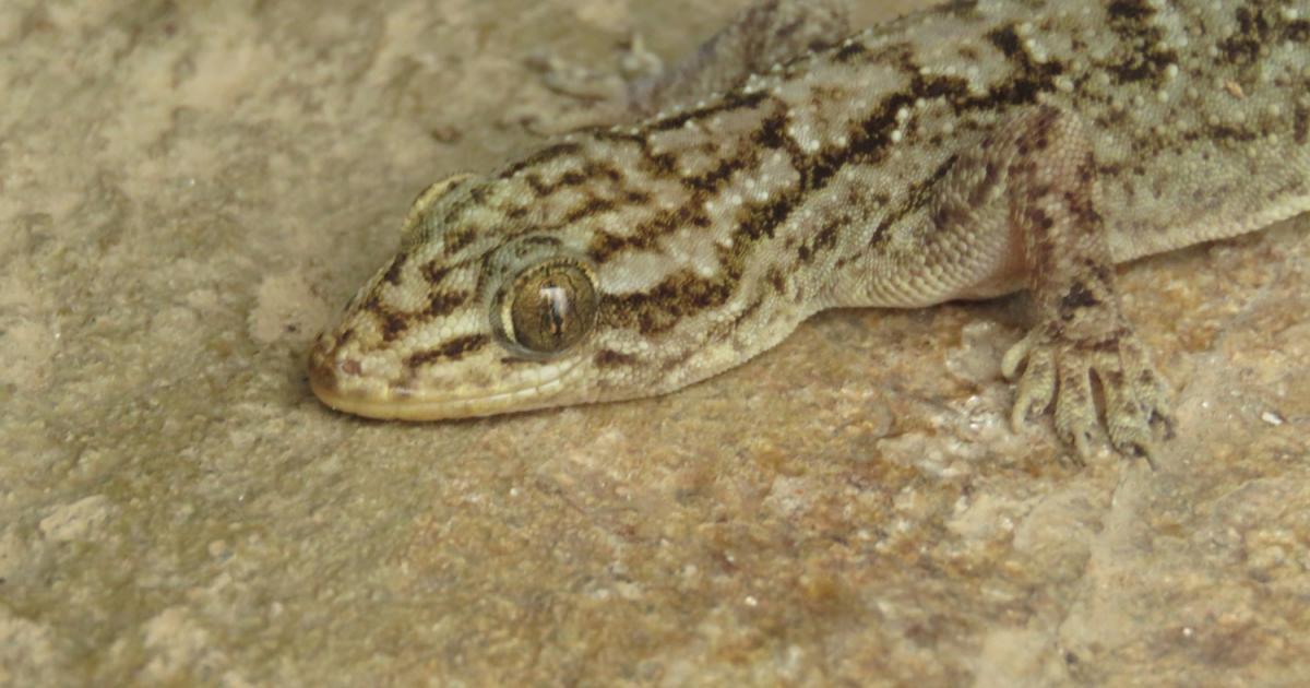 Geko #156197 - Biofaces - Bring Nature Closer