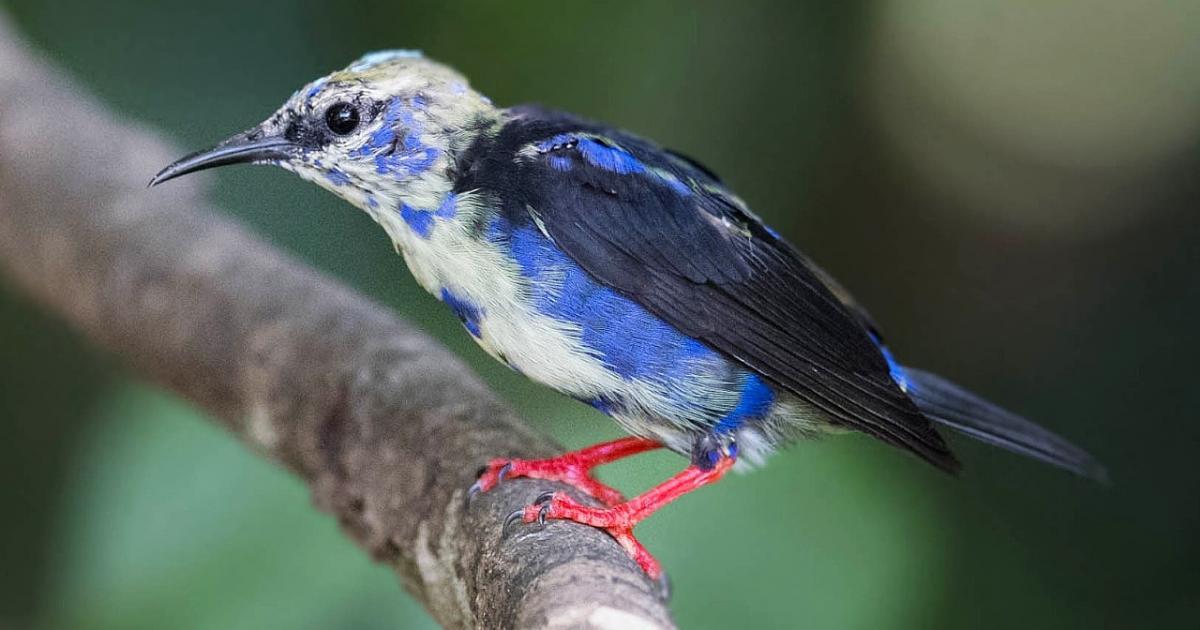 Saíra #156529 - Biofaces - Bring Nature Closer