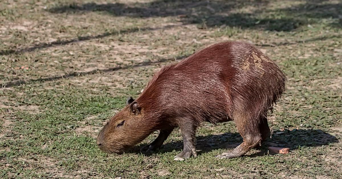 Capivara #156655 - Biofaces - Bring Nature Closer