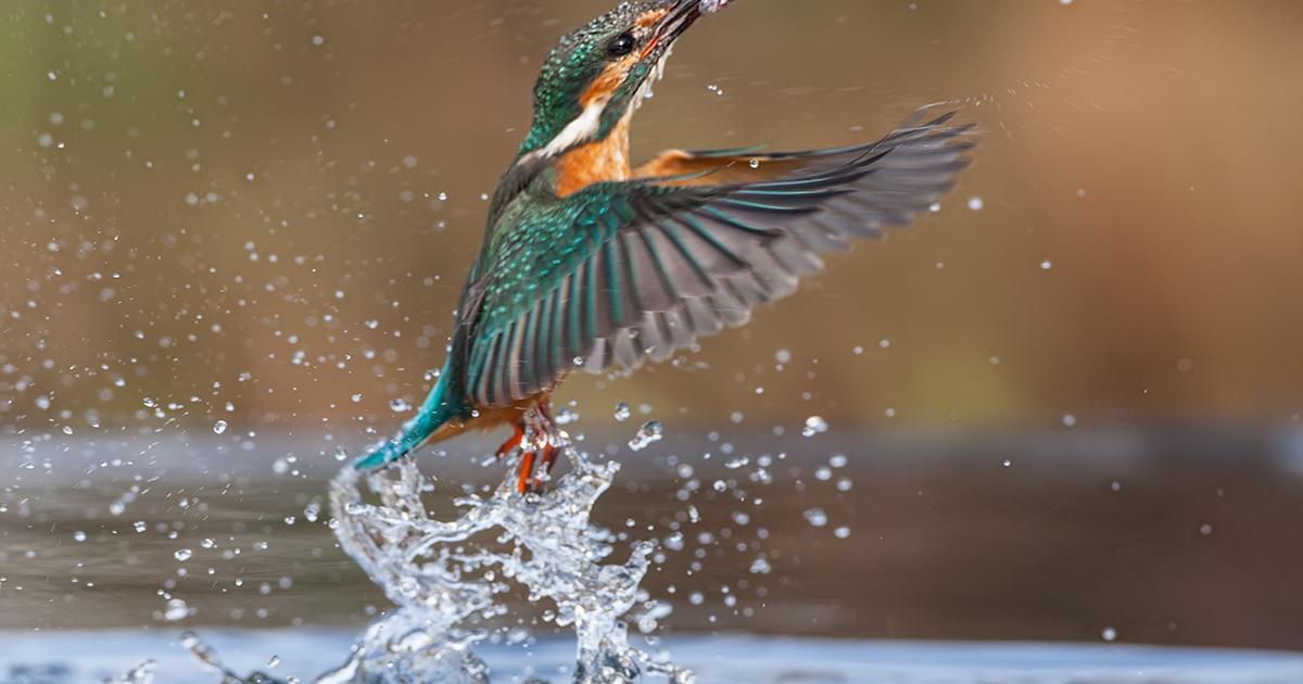 Guarda-rios #156822 - Biofaces - Bring Nature Closer