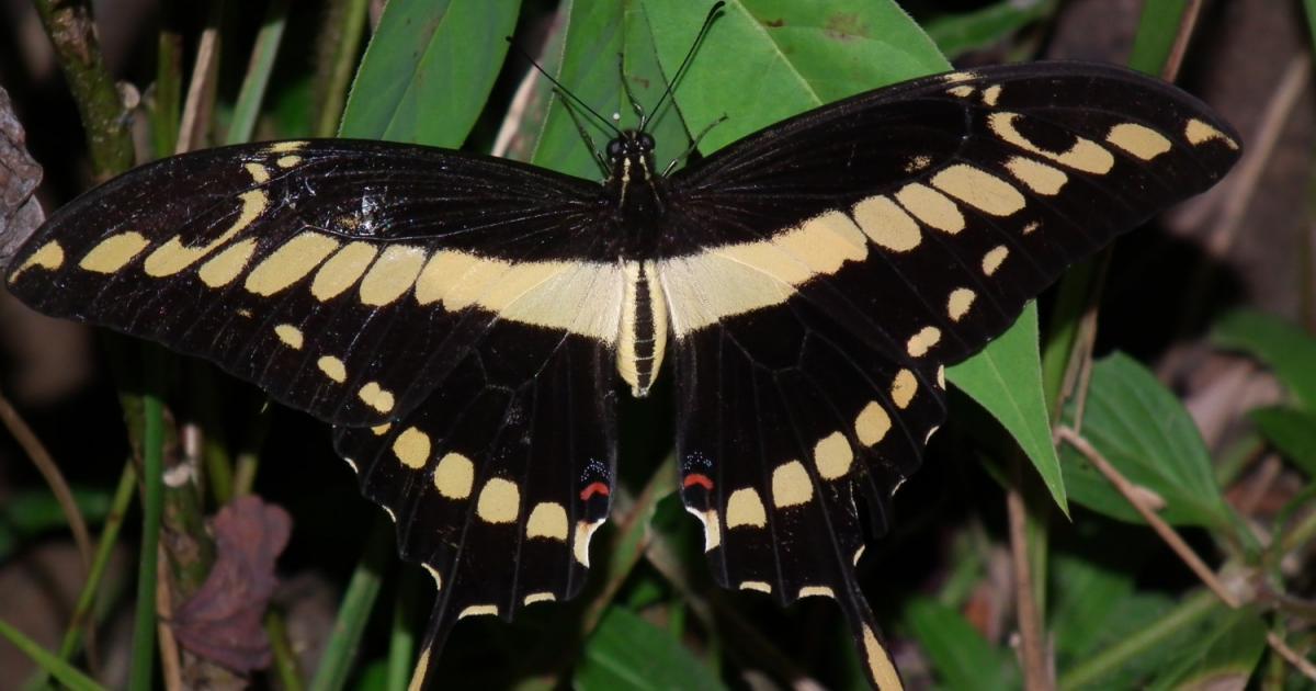 Heraclides #156855 - Biofaces - Bring Nature Closer