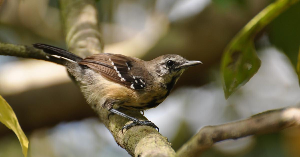 Papa-formiga-pardo #156864 - Biofaces - Bring Nature Closer