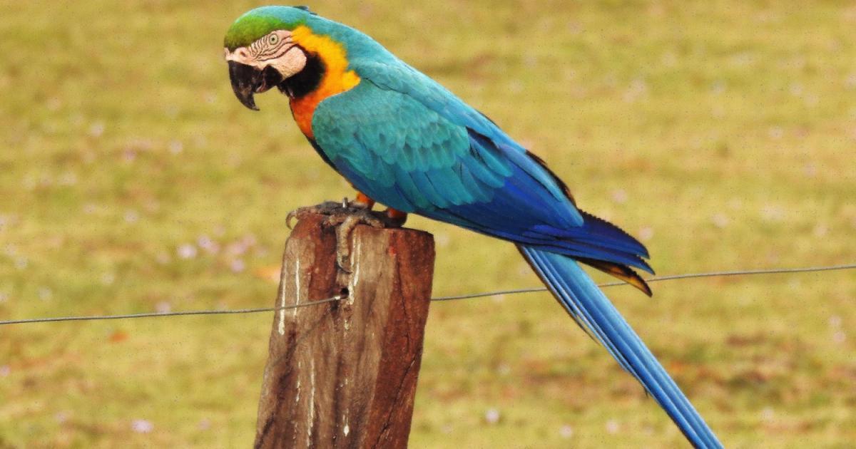 Arara-canindé #157200 - Biofaces - Bring Nature Closer