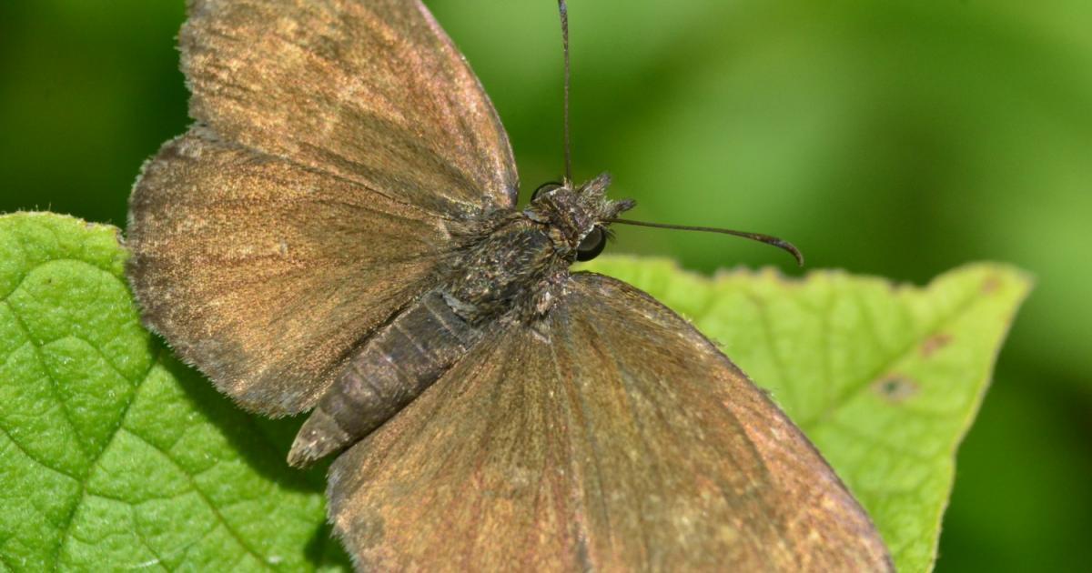 Zopyrion #157479 - Biofaces - Bring Nature Closer