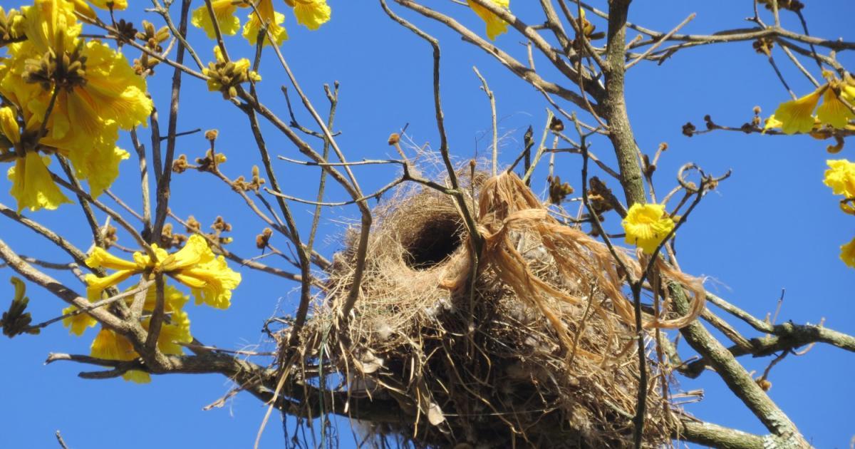 ninho #157519 - Biofaces - Bring Nature Closer