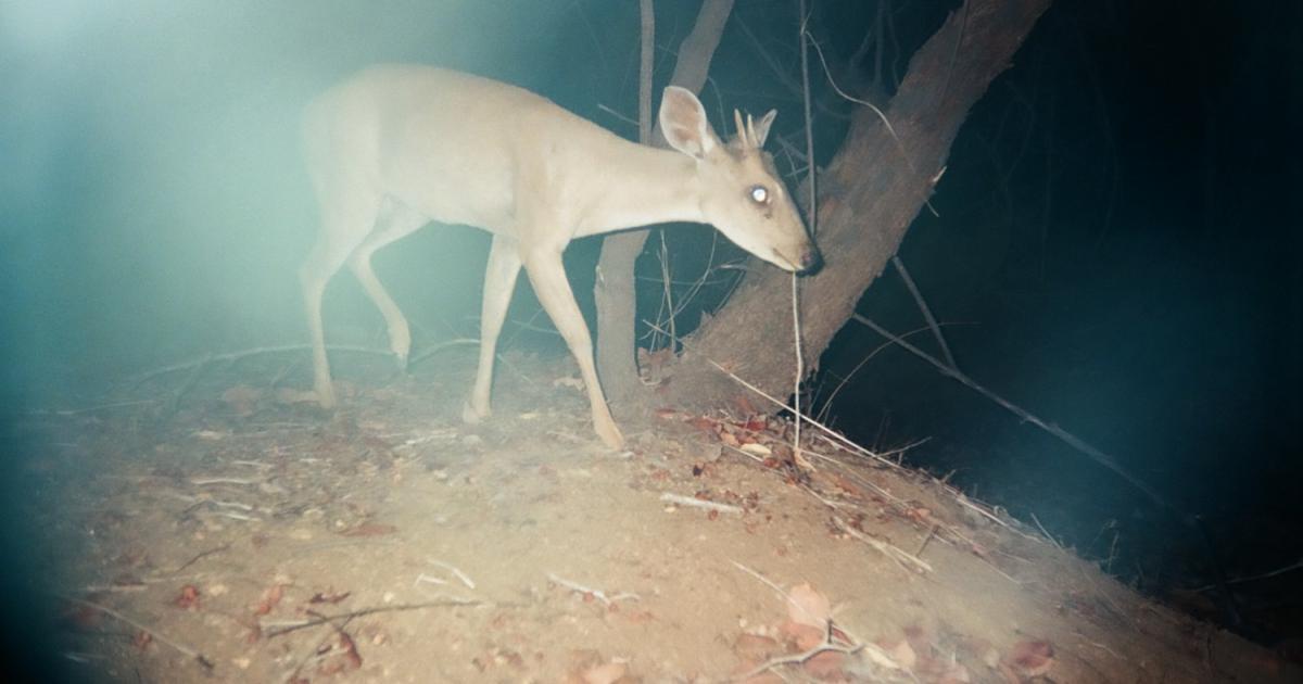 Gray #157982 - Biofaces - Bring Nature Closer