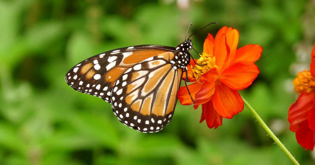 Borboleta #158251 - Biofaces - Bring Nature Closer