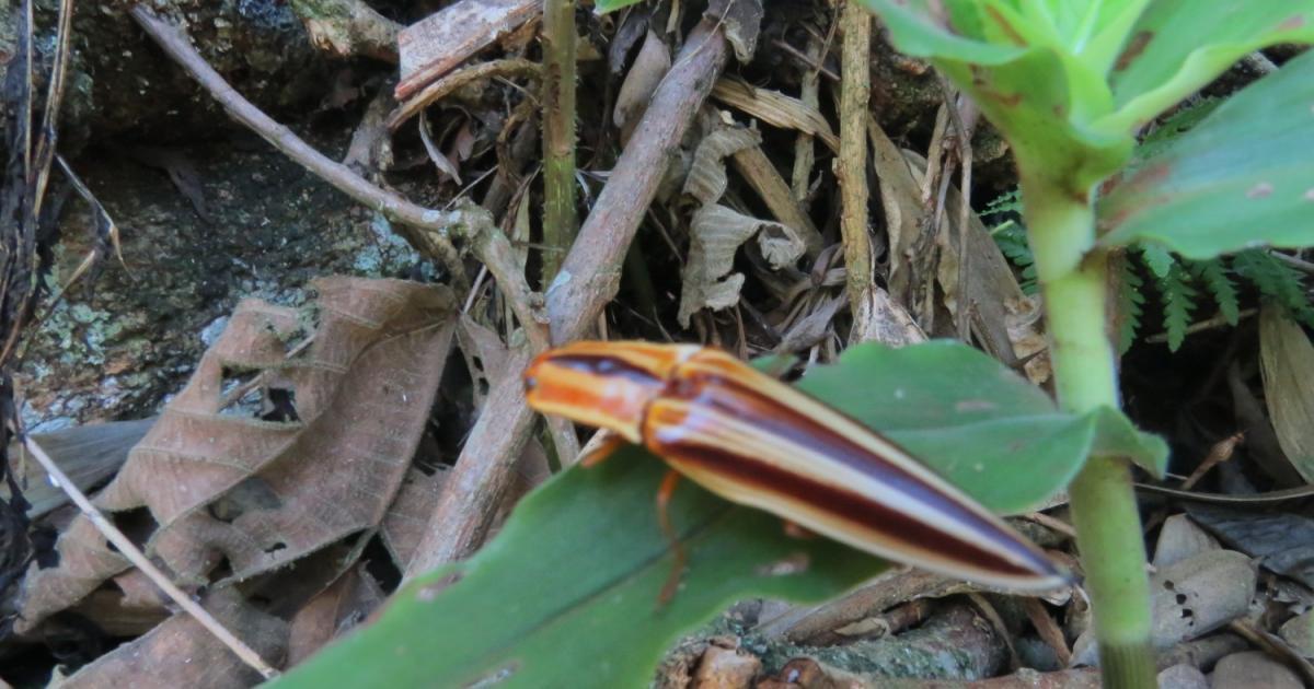 besouro #158592 - Biofaces - Bring Nature Closer